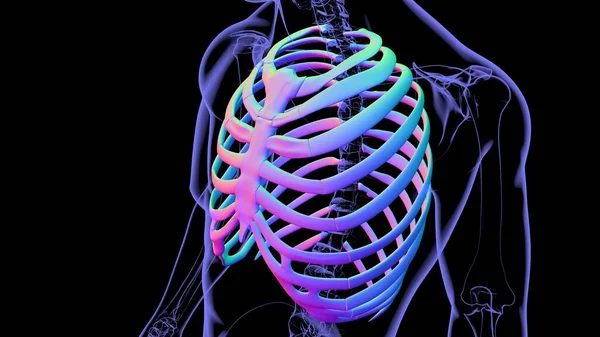 Human rib cage Stock Photos, Royalty Free Human rib cage Images ...