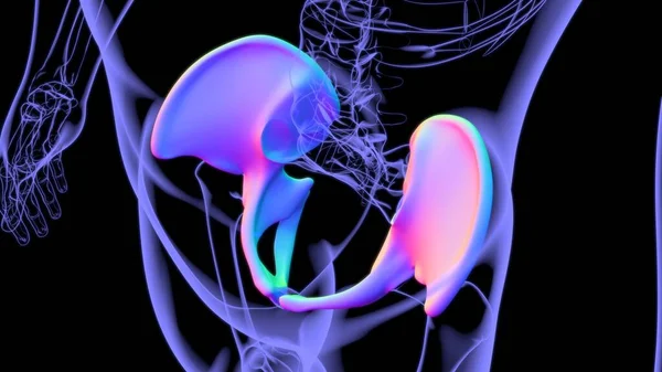 Male Reproductive System Anatomy Medical Concept Illustration — Stock ...