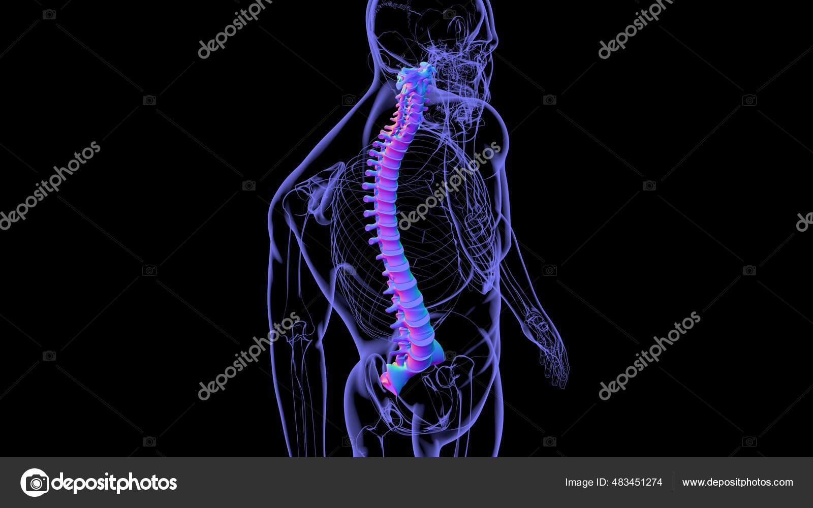 Esqueleto Humano Coluna Vertebral Anatomia Vértebras Ilustração ...