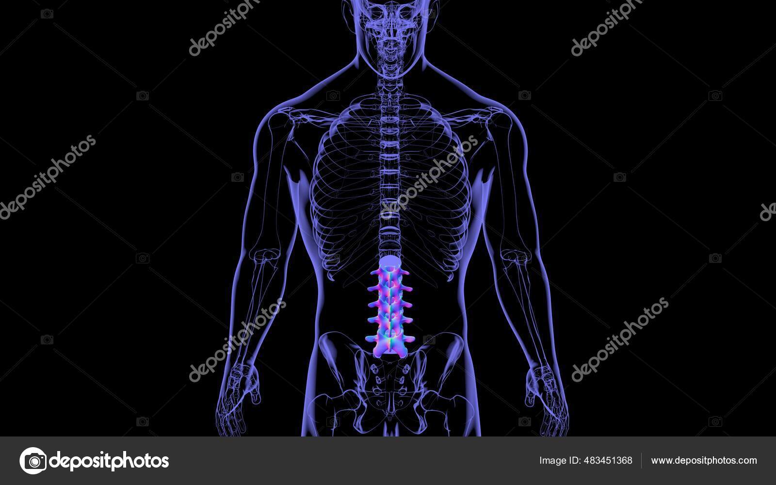 Human Skeleton Vertebral Column Lumbar Vertebrae Anatomy Illustration ...
