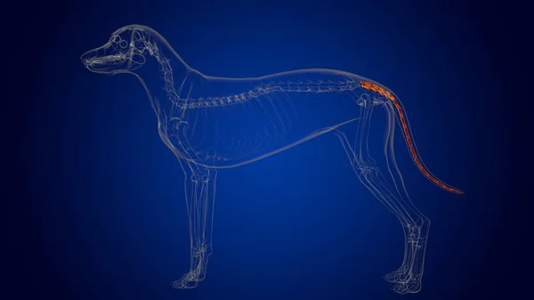 Calcaneus Bone Horse Skeleton Anatomy Medical Concept Rendering — Stock ...