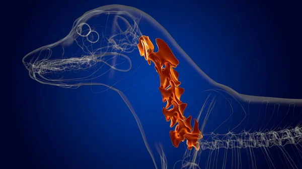 Anatomi Kerangka Anjing Pelvis Bones Untuk Konsep Medis Ilustrasi ...