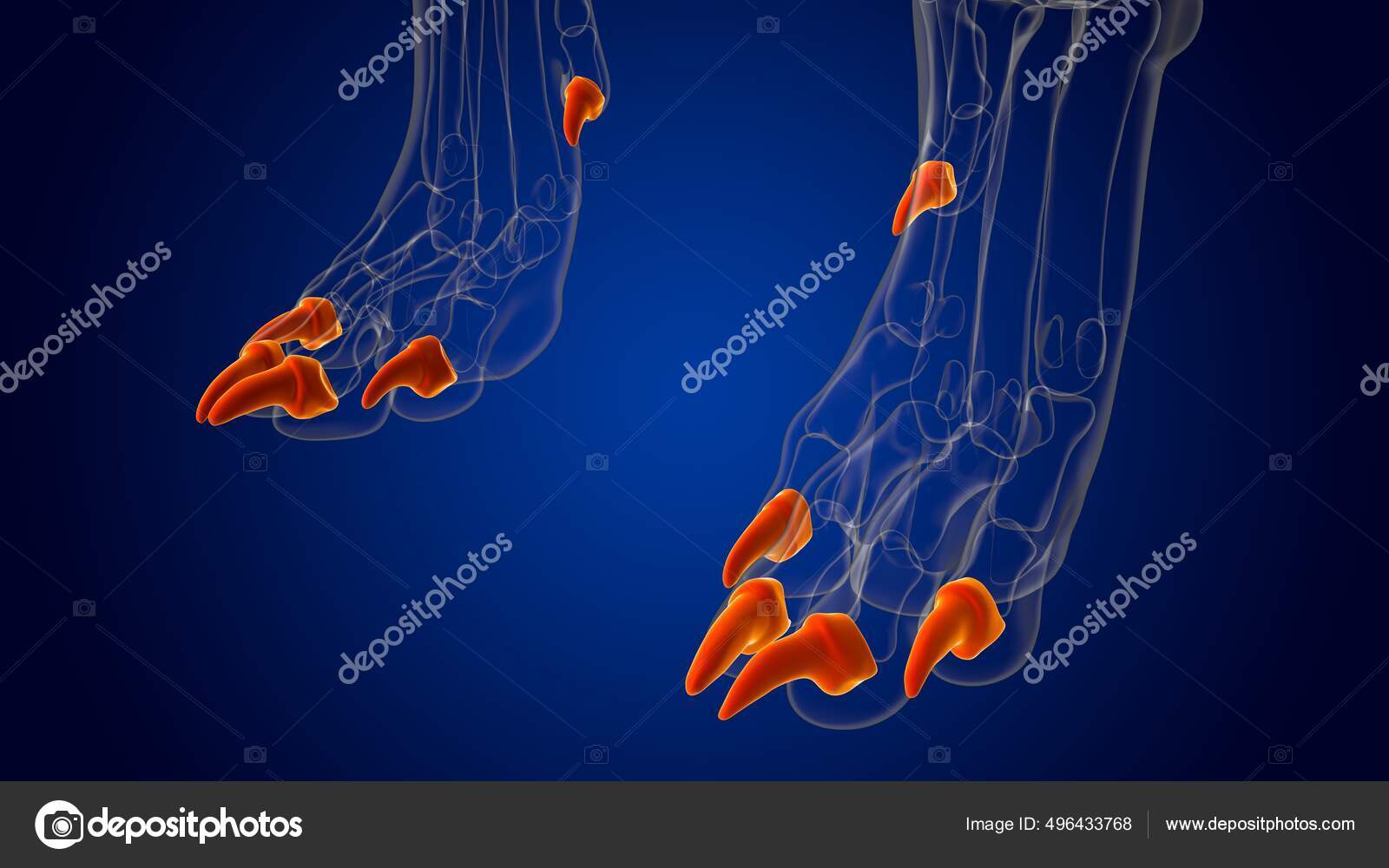 Anatomía Del Esqueleto Del Perro Los Huesos Distales Falange Para ...