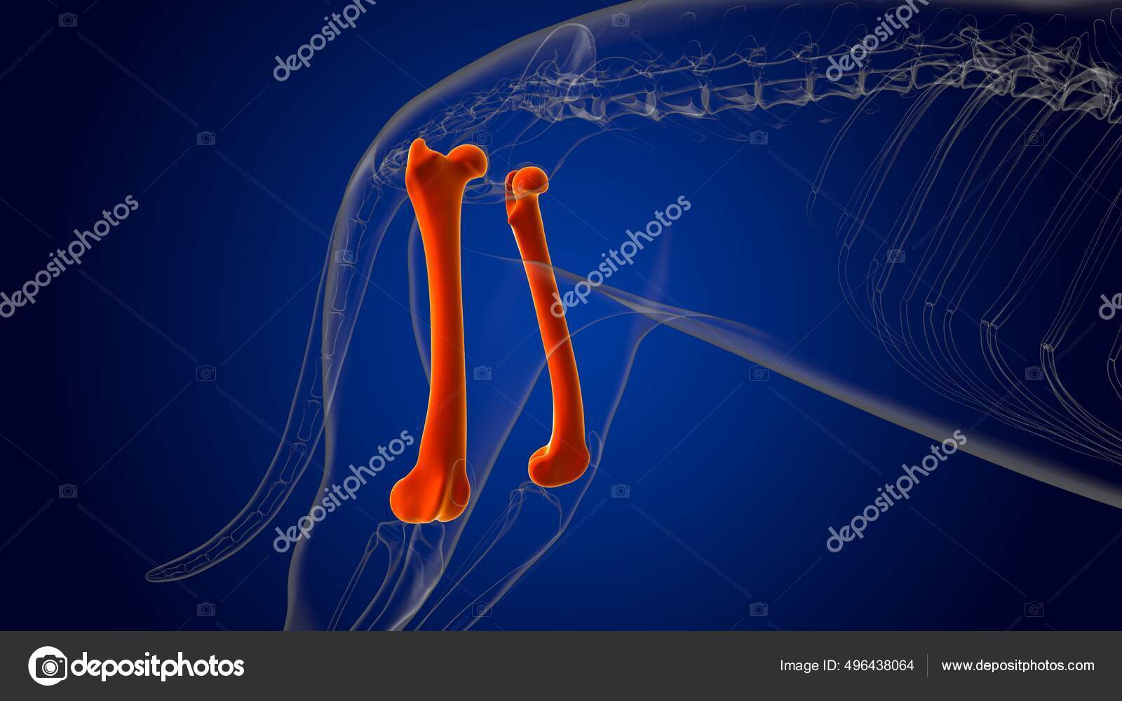Huesos Fémur Esqueleto Perro Anatomía Para Concepto Médico Ilustración ...