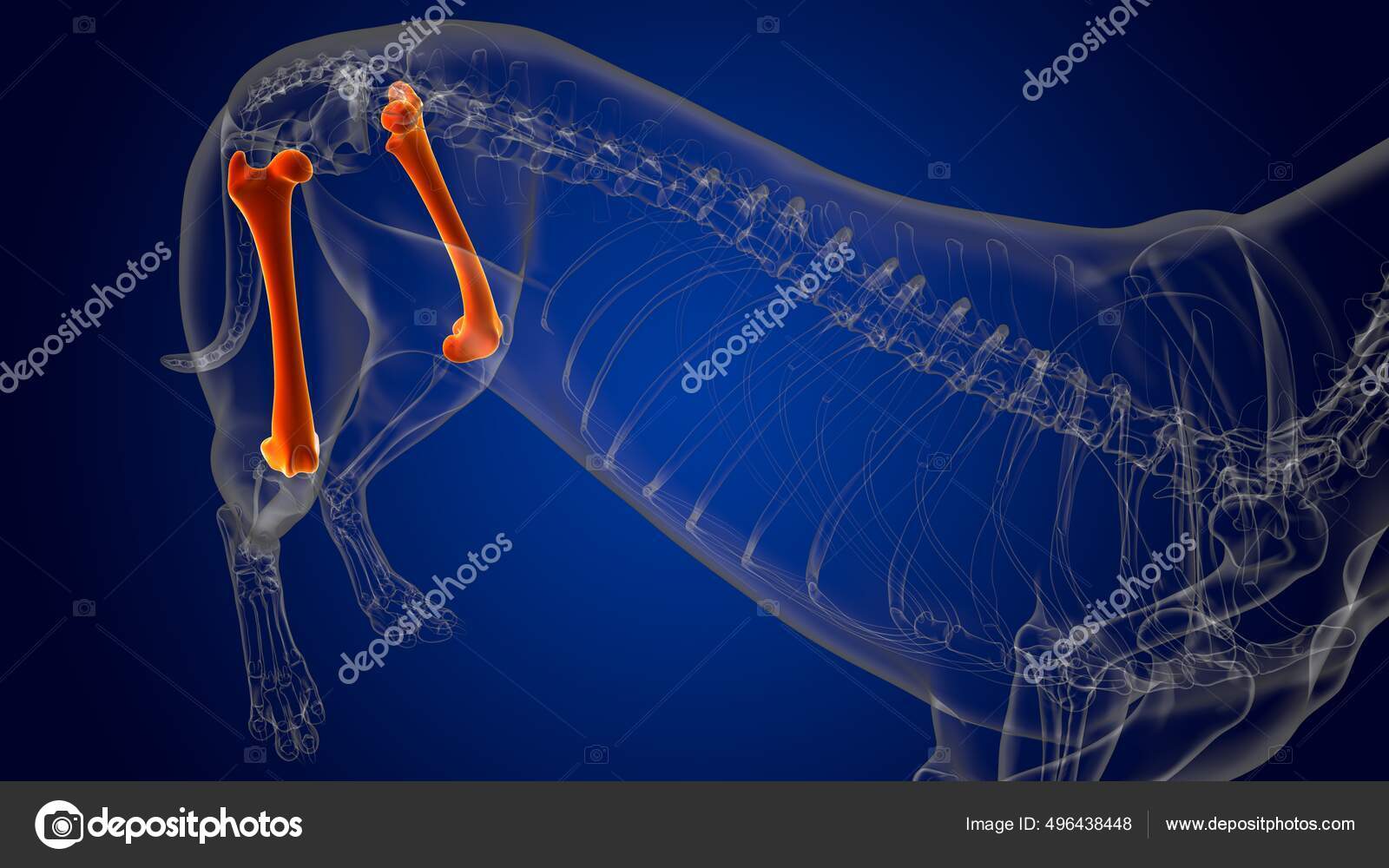 Huesos Fémur Esqueleto Perro Anatomía Para Concepto Médico Ilustración ...