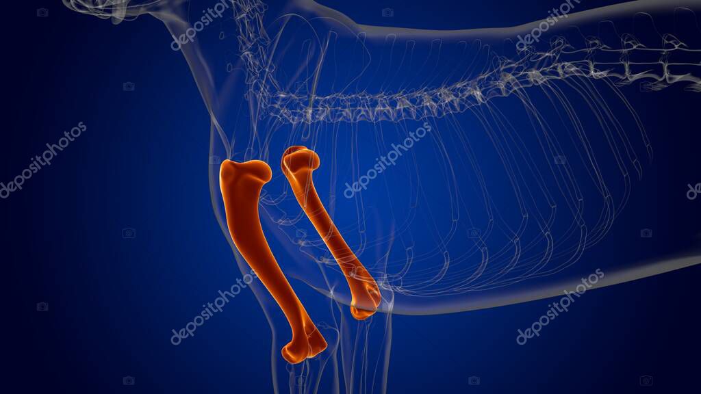 Huesos del húmero esqueleto del perro Anatomía para el concepto médico ...