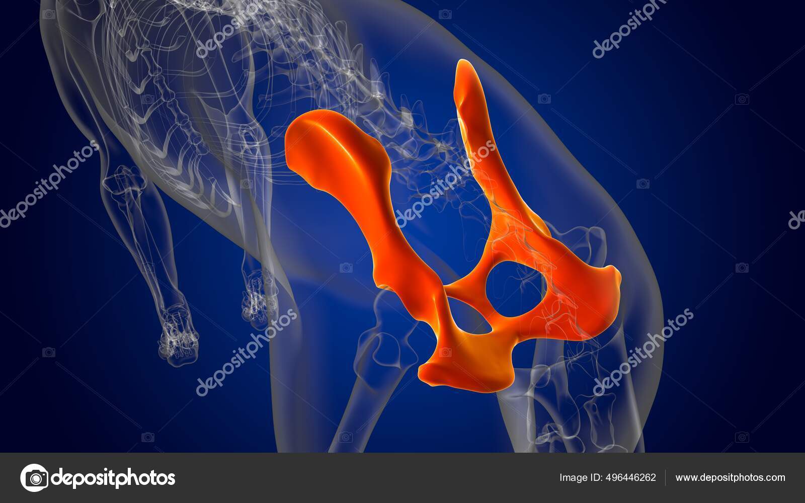Anatomi Kerangka Anjing Pelvis Bones Untuk Konsep Medis Ilustrasi ...