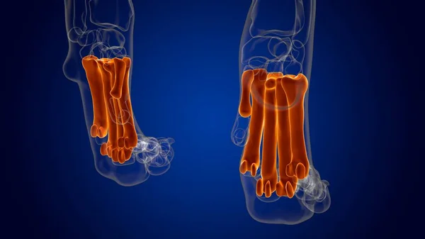 Anatomía Del Esqueleto Del Perro Los Huesos Distales Falange Para ...