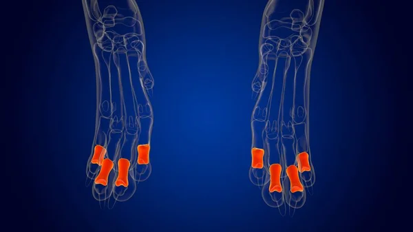 Middle Phalanx Bones Dog Skeleton Anatomy Medical Concept Illustration ...