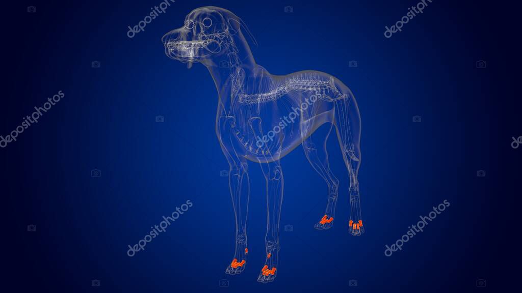 Anatomía esquelética proximal del esqueleto del perro de los huesos de ...