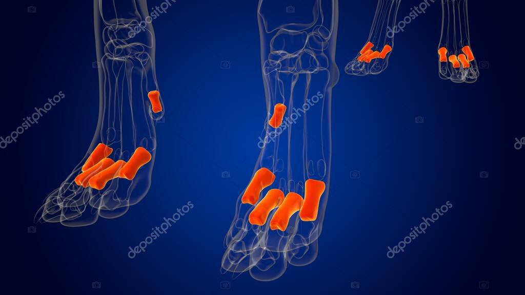 Anatomía esquelética proximal del esqueleto del perro de los huesos de ...