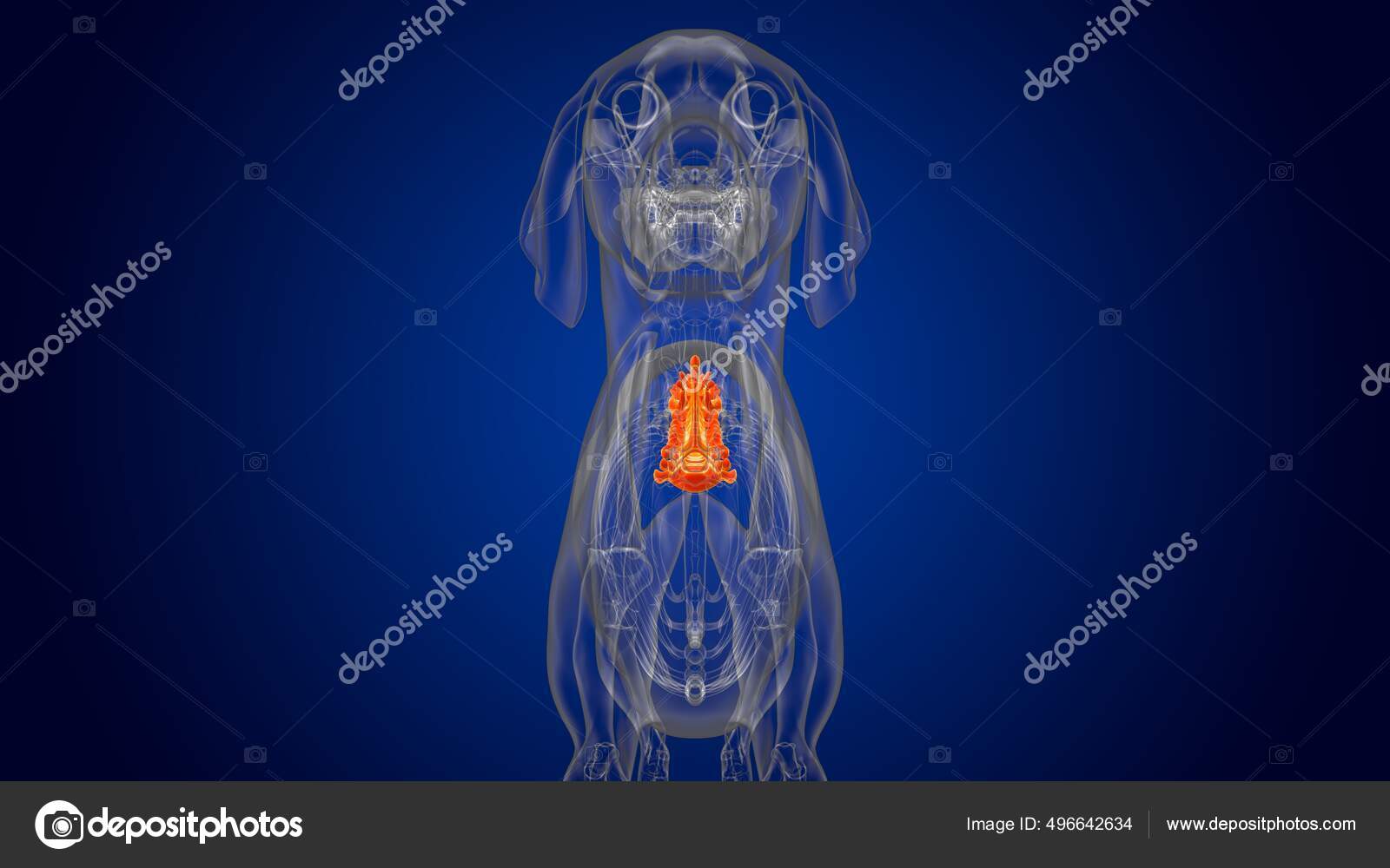Thoracic Vertebrae Bones Dog Skeleton Anatomy Medical Concept ...