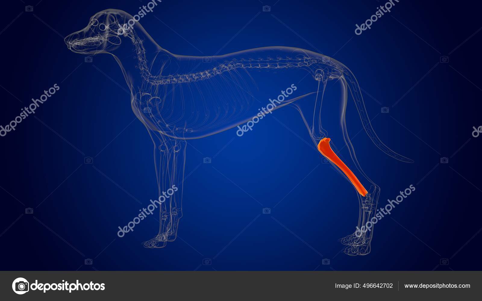 Tibia De Perro