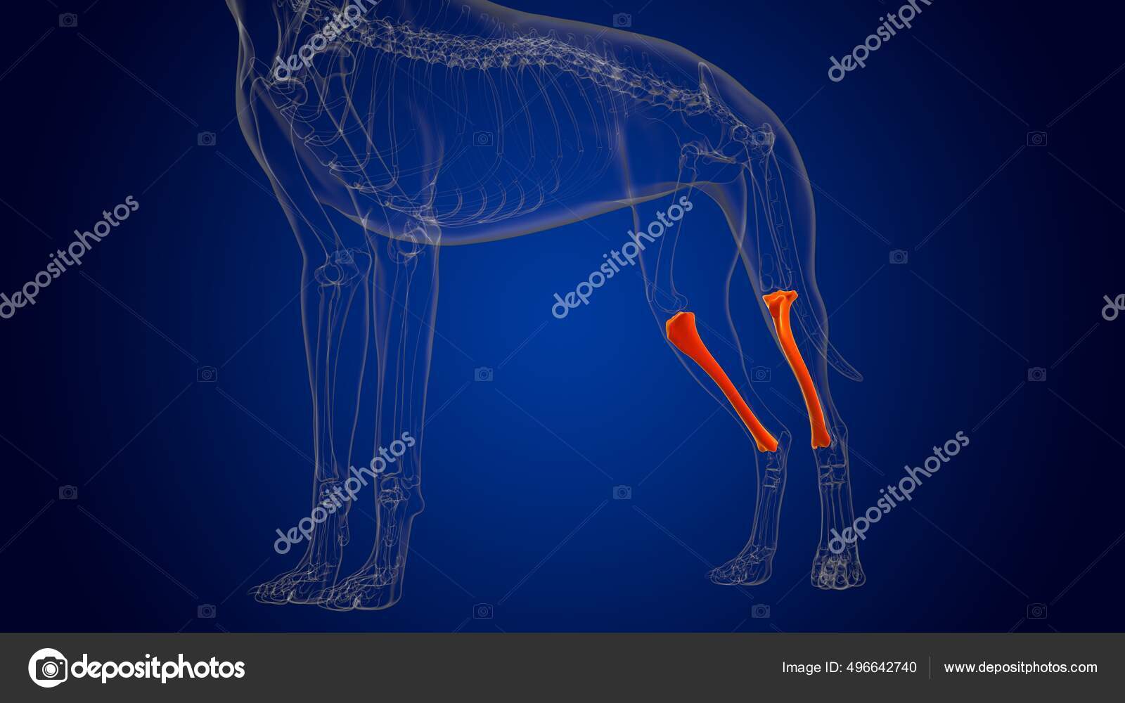 Tibia Bones Dog Skeleton Anatomy Medical Concept Illustration — Stock ...