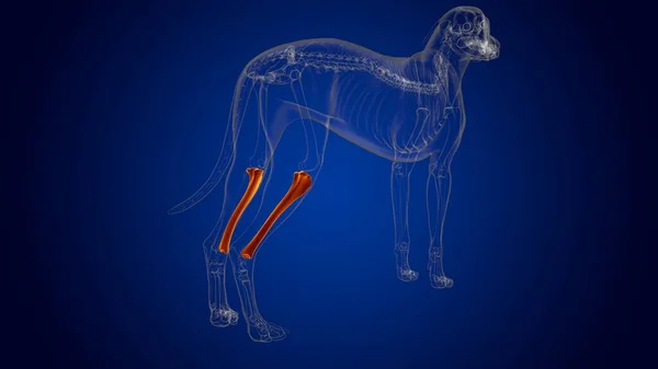Dog anatomy Images - Search Images on Everypixel