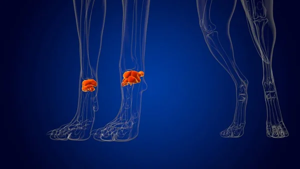 Anatomía Del Esqueleto Del Perro Los Huesos Distales Falange Para ...