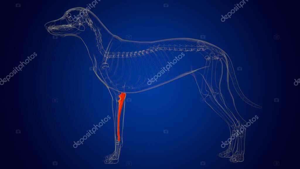 Anatom a del esqueleto del perro de los huesos de Ulna para la ...