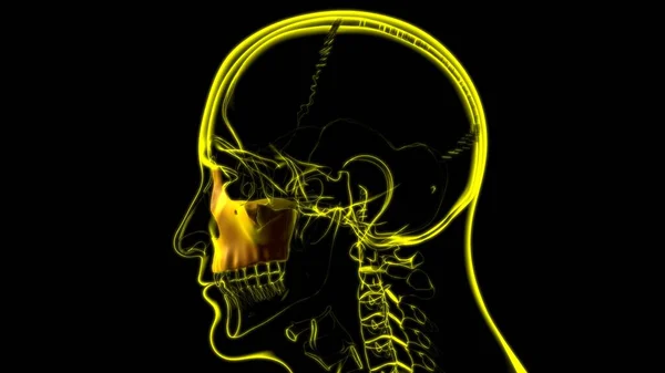 Multiple sclerosis ct Stock Photos, Royalty Free Multiple sclerosis ct ...