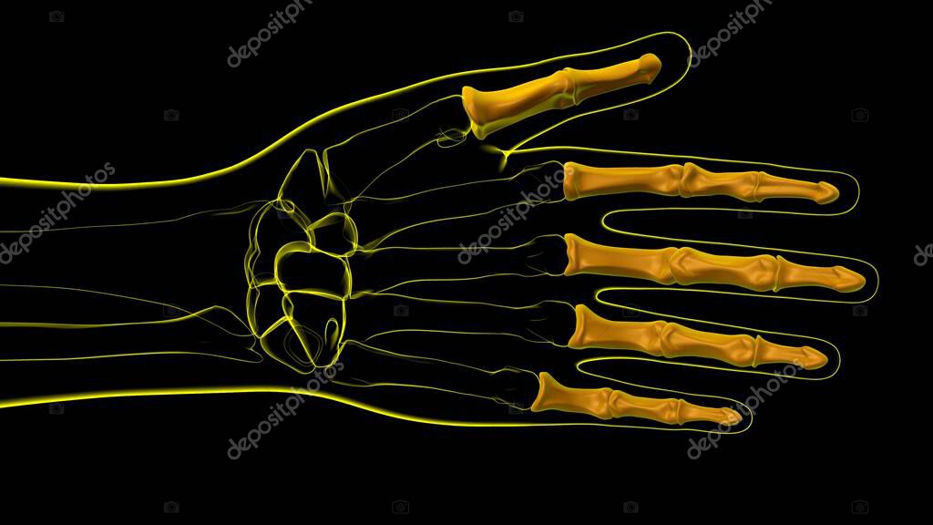 Anatomía ósea de falanges de mano de esqueleto humano para la ...