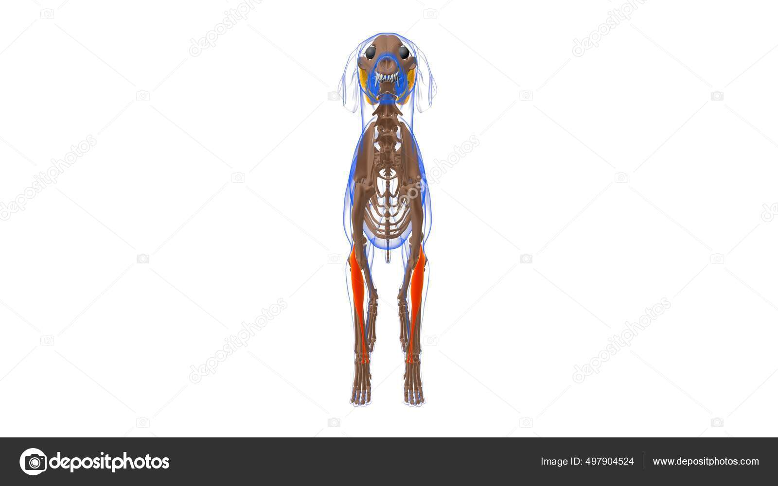 Extensor Carpi Radialis Muscle Dog Muscle Anatomy Medical Concept ...