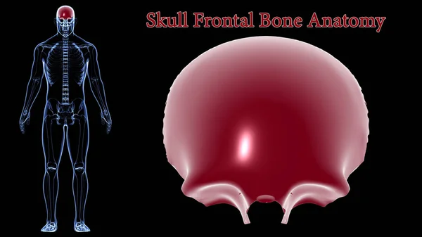 Ihmisen Luuranko Anatomia Patella Bone Renderöinti Medical Concept ...