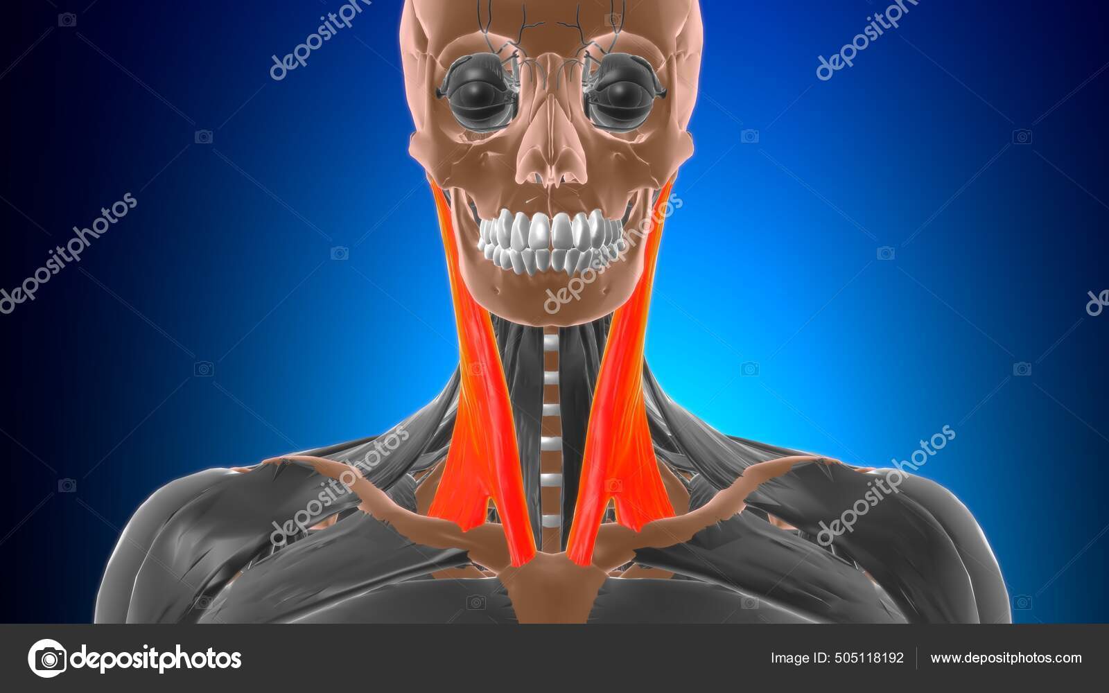 Sternocleidomastoid Muscle Anatomy Medical Concept Illustration Stock Photo by ©My_box_pra 505118192