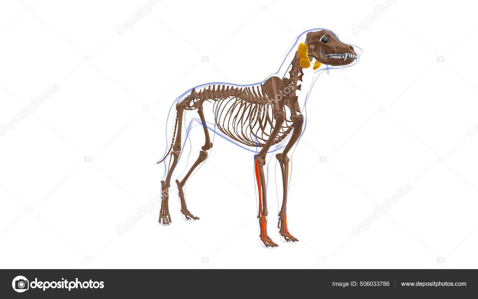 Extensor Digitorum Lateralis Muskel Hundmuskel Anatomi För Medicinskt ...