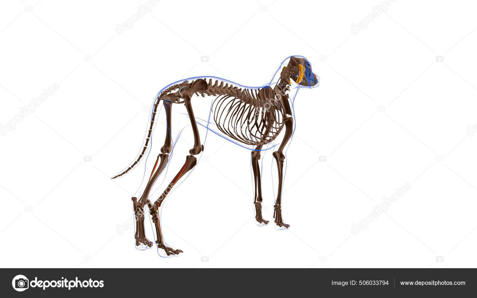 Extensor Digitorum Lateralis Muscle Dog Muscle Anatomy Medical Concept ...