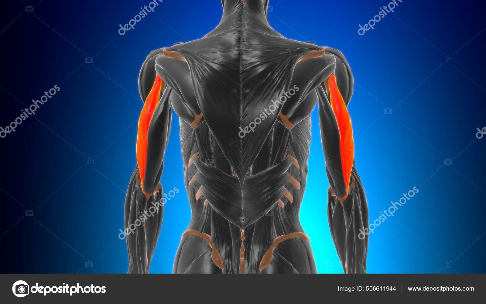 Lateral Head Triceps Brachii Muscle Anatomy Medical Concept ...