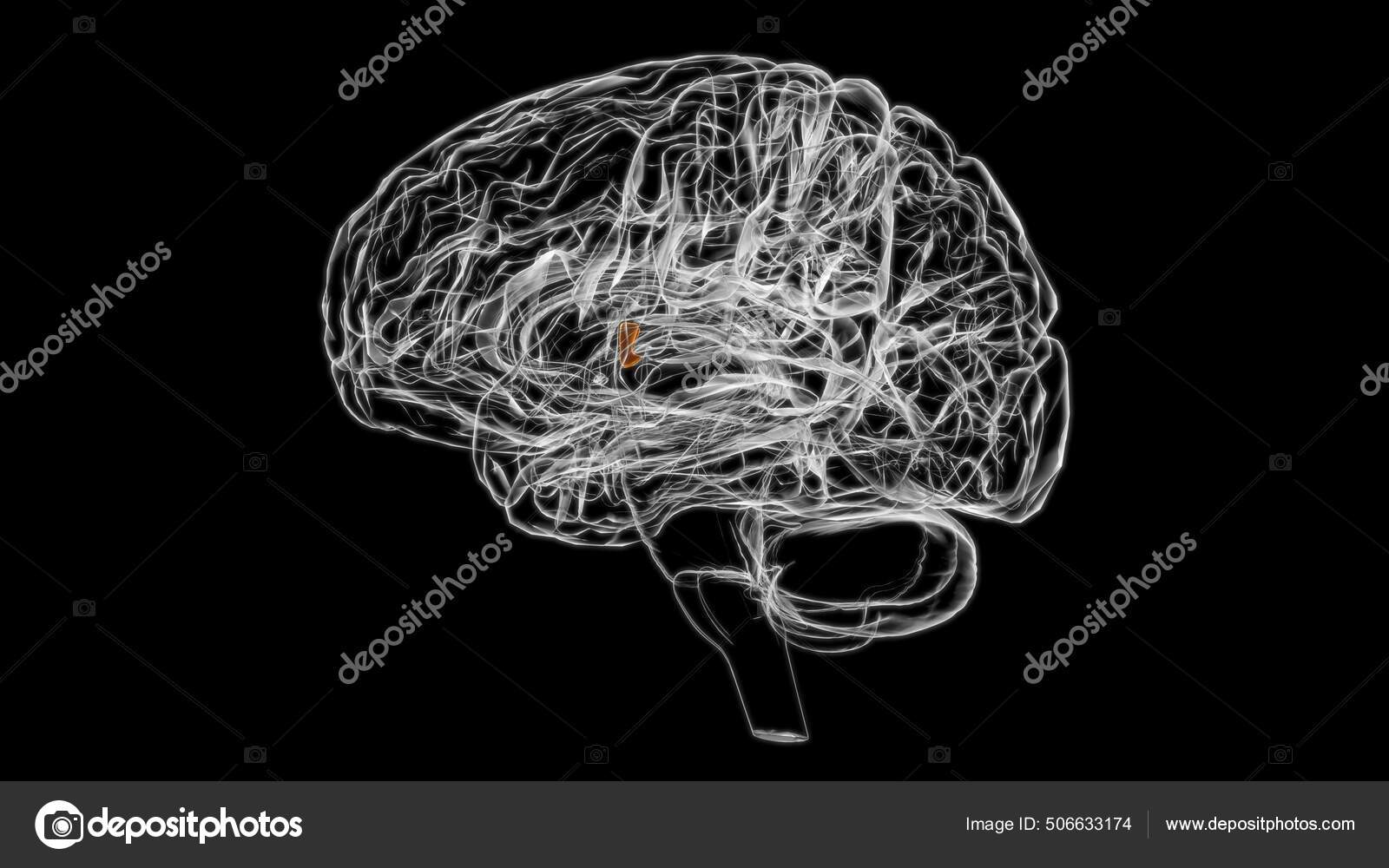 Brain Interventricular Foramen Anatomy Medical Concept Illustration ...