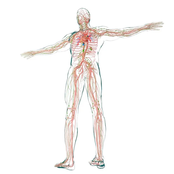 Human Heart Circulatory System Anatomy Medical Concept Illustration ...
