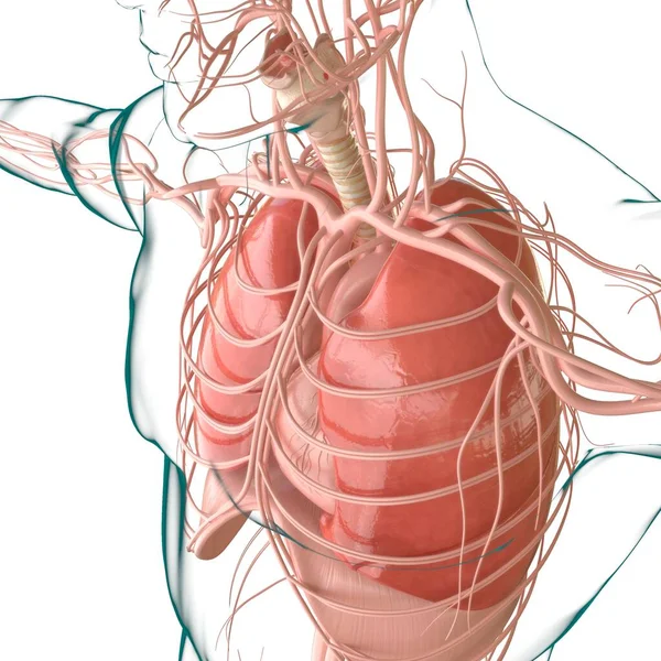 Heart attack anatomy картинки, стокові Heart attack anatomy фотографії ...