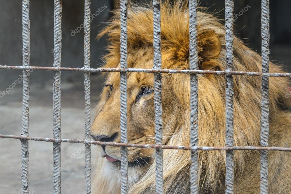 A caged lion with deep sad dreamy glance thoughtfully looking aside ...