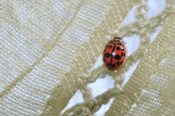 Ladybug top view Stock Photos, Royalty Free Ladybug top view Images ...