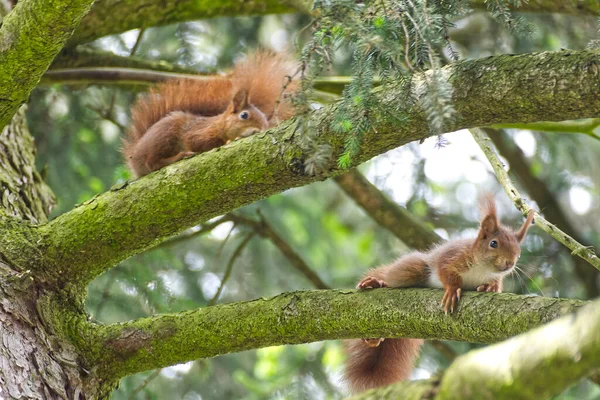 Tree felling company Stock Photos, Royalty Free Tree felling company ...
