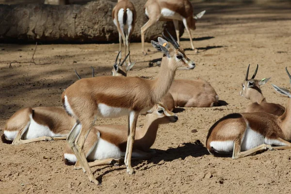 Gasell däggdjur Stockfotografier, royaltyfria Gasell däggdjur bilder ...