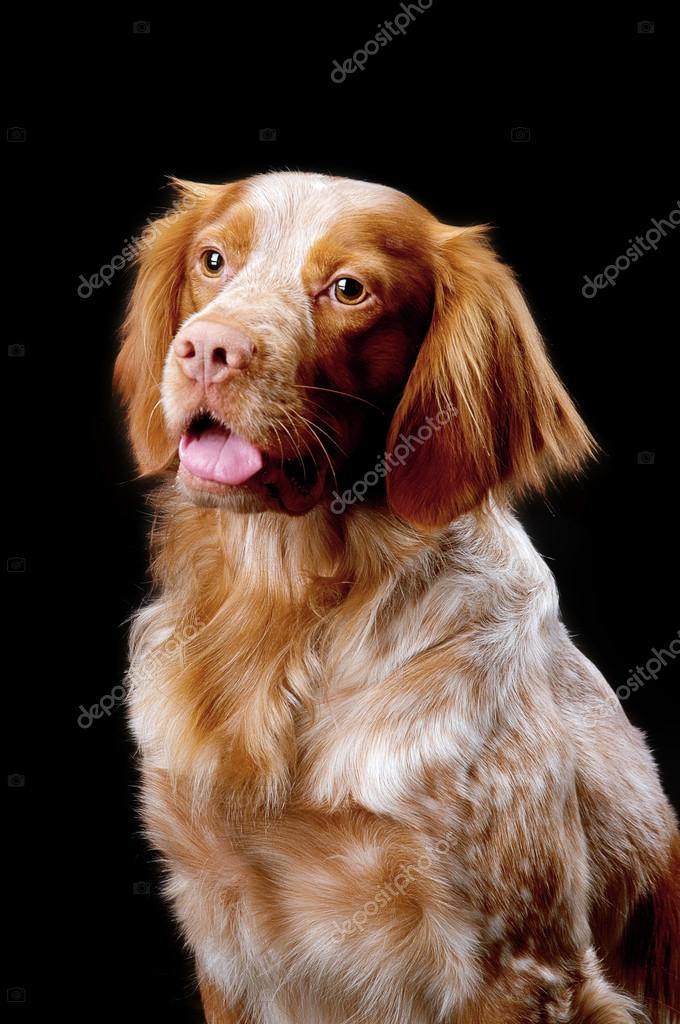 Dog Breton epanol, portrait Stock Photo by ©Segeda 68244331