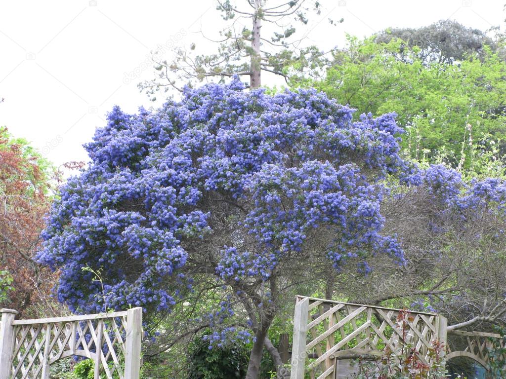 Modře Kvetoucí strom — Stock Fotografie © Panmaule #62567497