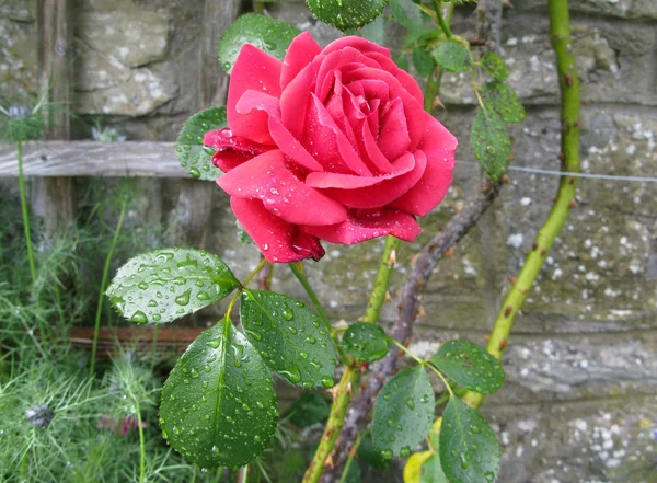 Lancashire rose Stock Photos, Royalty Free Lancashire rose Images ...