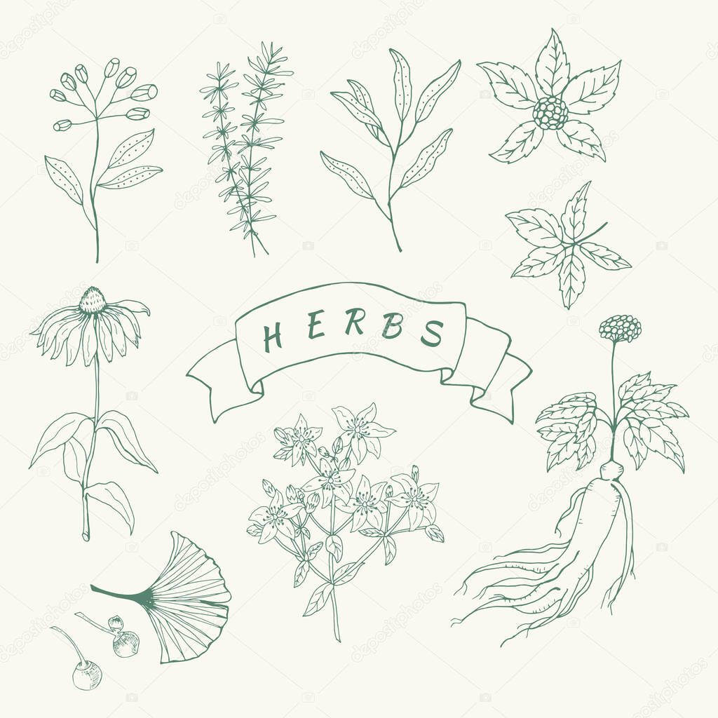 Un conjunto de hierbas medicinales y plantas. Colecci n de flores y ...