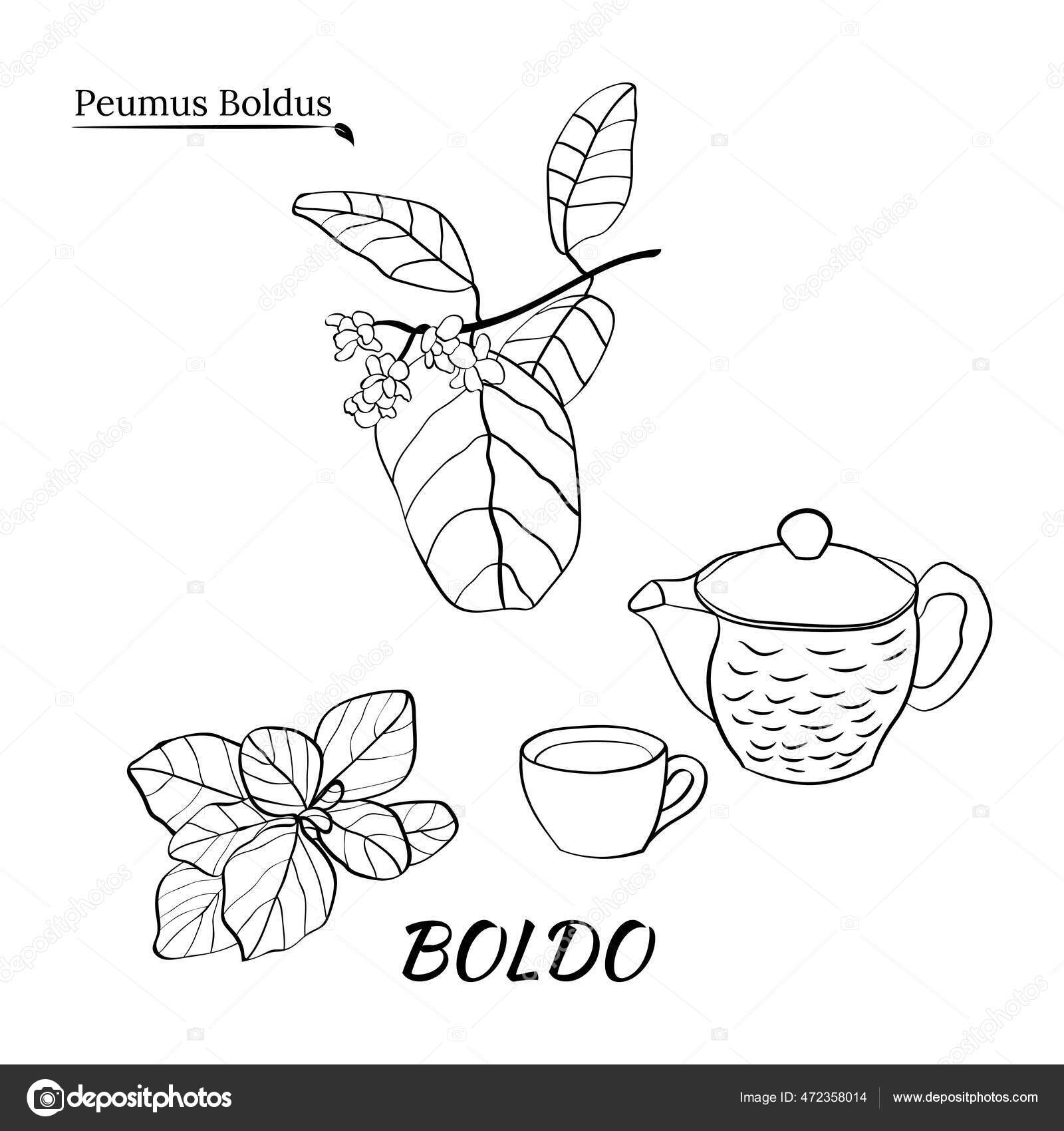 Boldo Peumus Boldus Planta Culinária Aromática Medicinal Conjunto Ramos ...