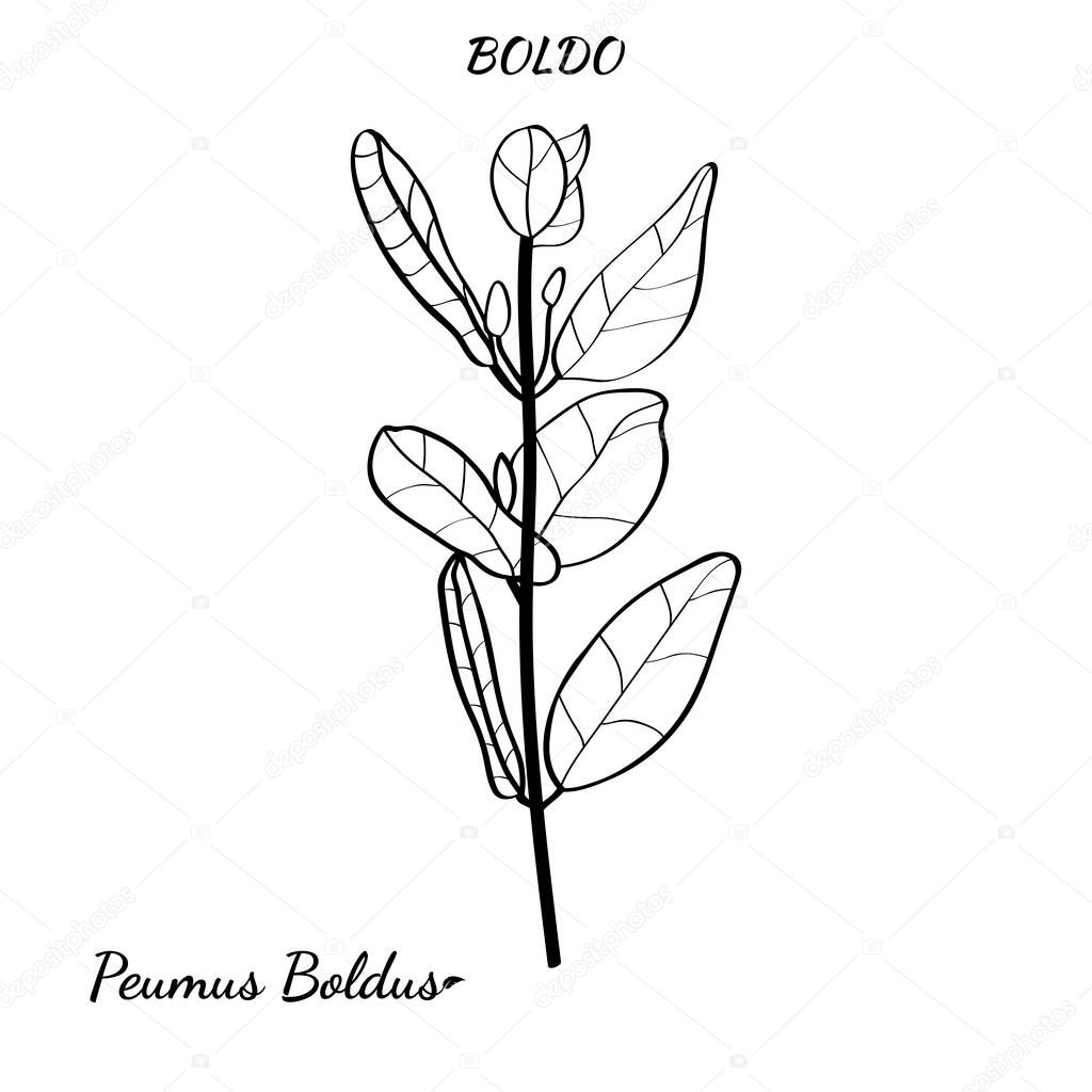 Boldo peumus boldus, planta culinaria, aromática y medicinal. Conjunto ...