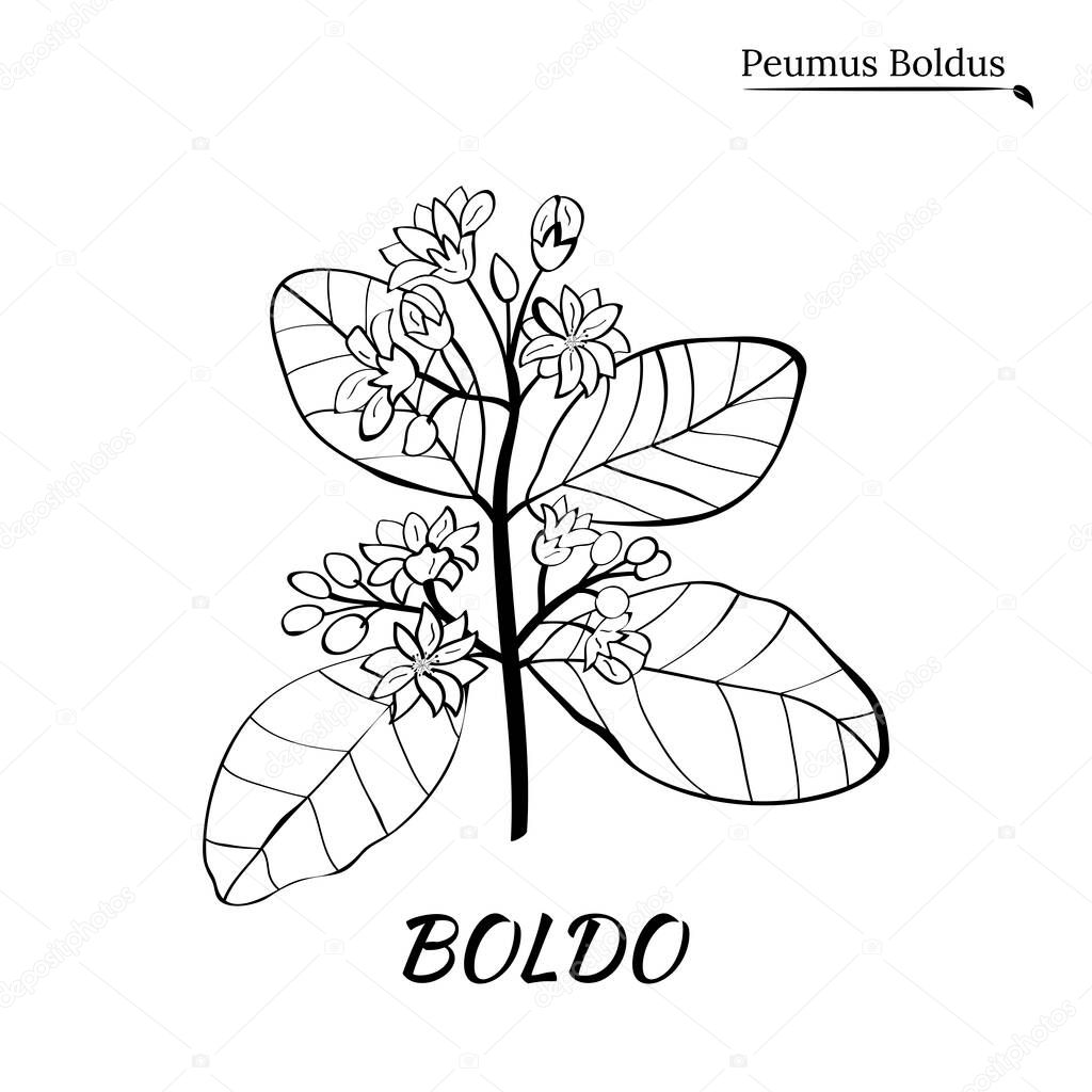 Boldo peumus boldus, planta culinaria, aromática y medicinal. Conjunto ...