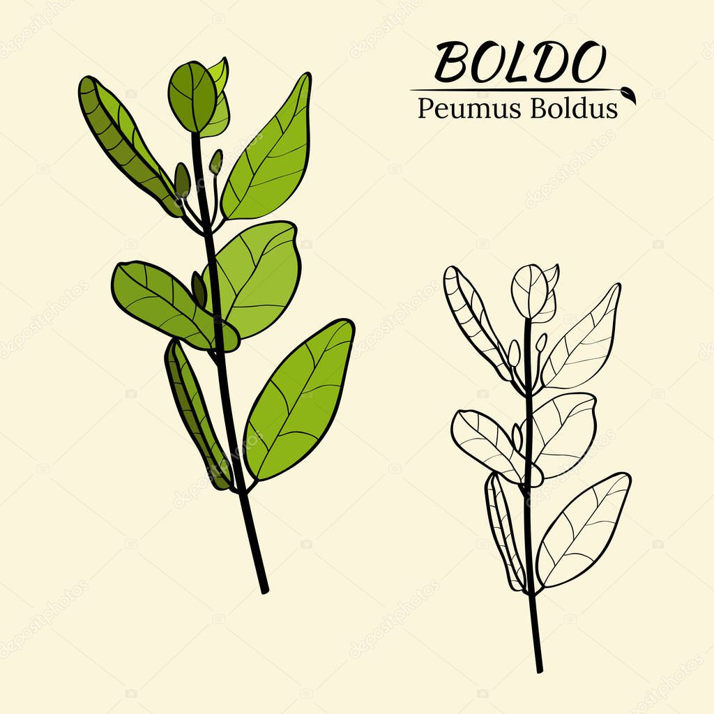 Boldo peumus boldus, planta culinaria, aromática y medicinal. Conjunto ...