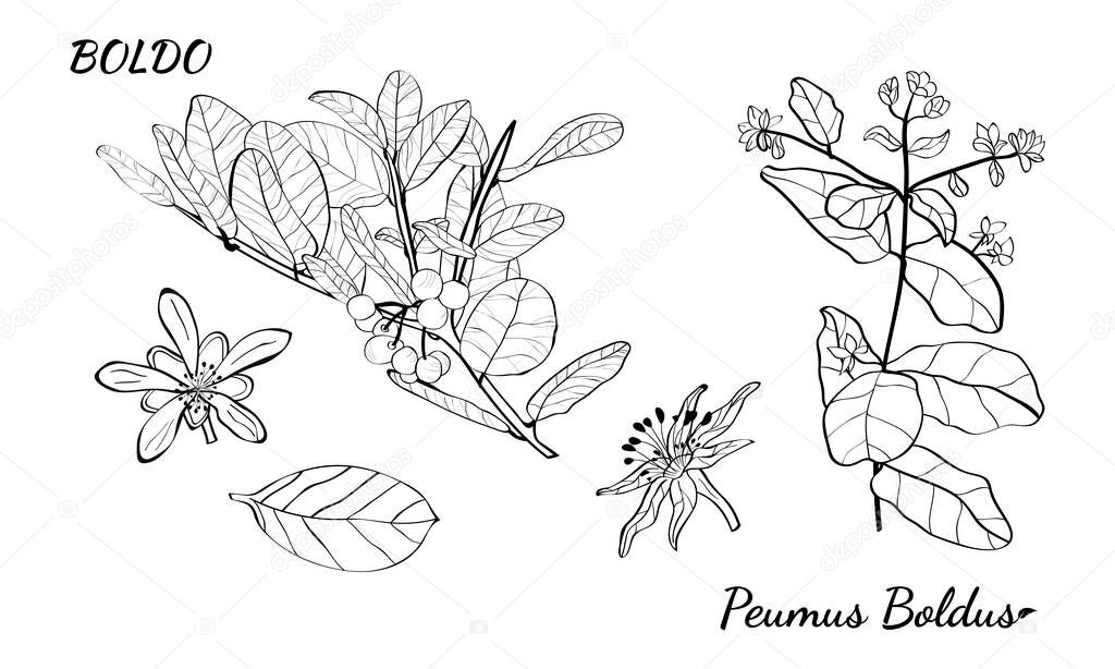 Boldo peumus boldus, planta culinaria, aromática y medicinal. Conjunto ...