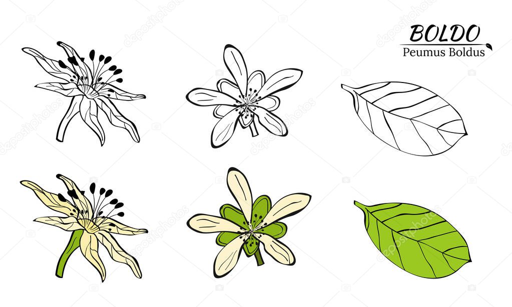 Boldo peumus boldus, planta culinaria, aromática y medicinal. Conjunto ...