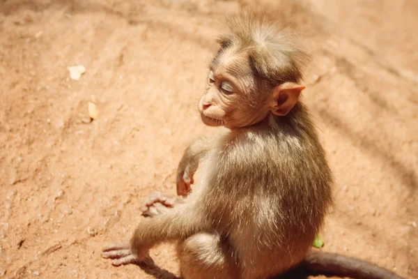 Chango bebe fotos de stock, imágenes de Chango bebe sin royalties ...