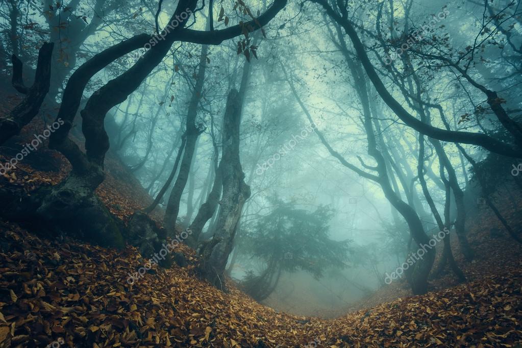 Trail through a mysterious dark old forest in fog. Autumn Stock Photo ...