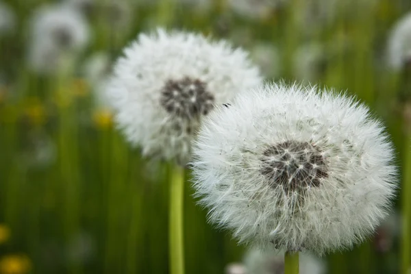 Dandelion puffs Stock Photos, Royalty Free Dandelion puffs Images ...