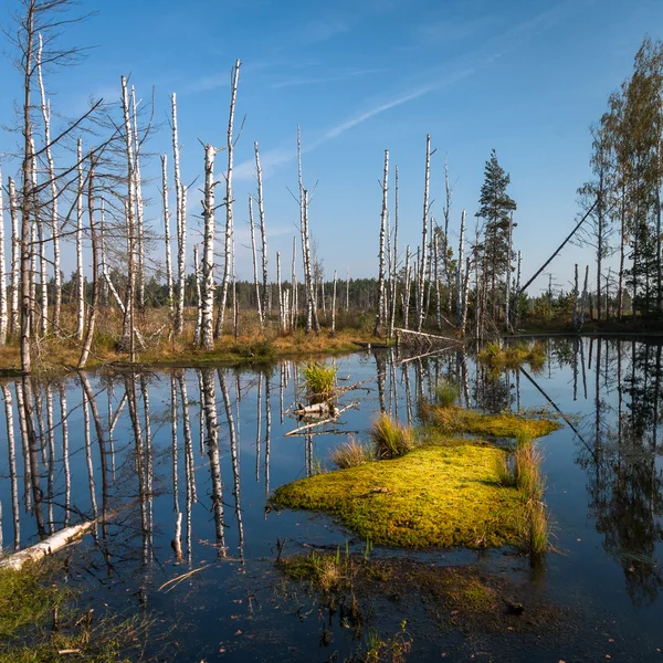 Swamp lake with floating islands Stock Photo by ©ERIVOLTA 96493302